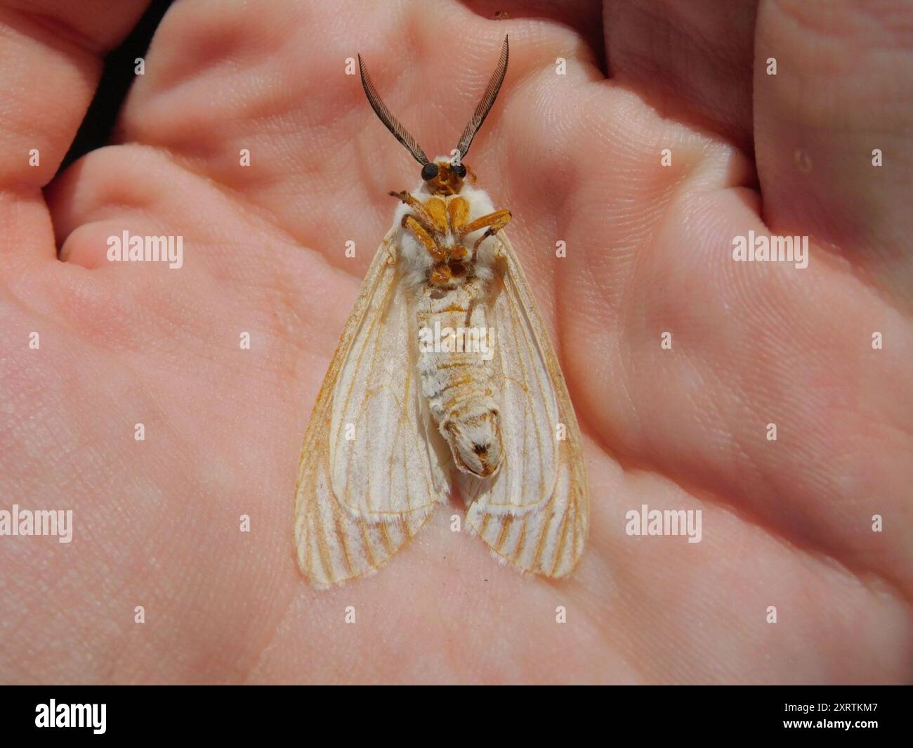 Echo Moth (Seirarctia echo) Insecta Stock Photo - Alamy