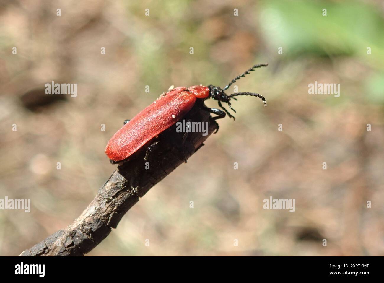 Black-headed Cardinal Beetle (Pyrochroa coccinea) Insecta Stock Photo ...
