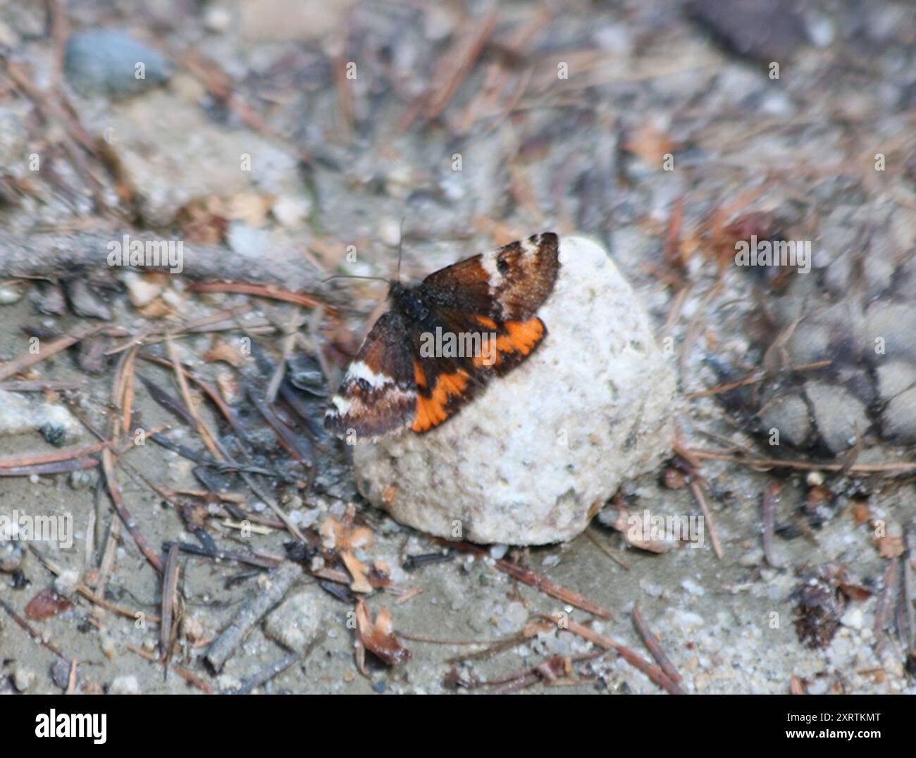 Infant Moth (Archiearis infans) Insecta Stock Photo - Alamy
