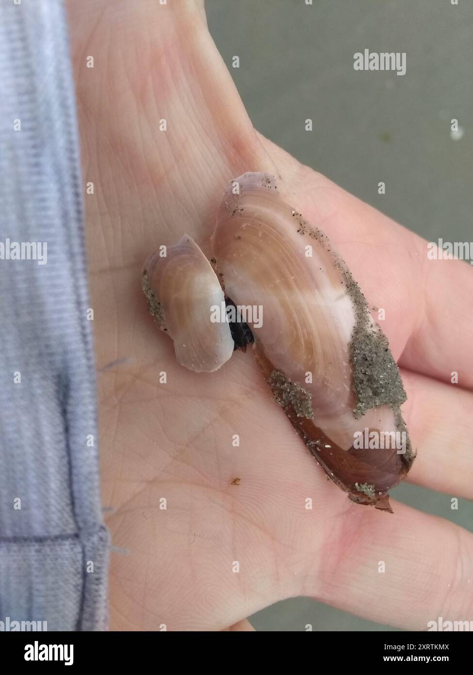 Atlantic Razor (Siliqua costata) Mollusca Stock Photo - Alamy
