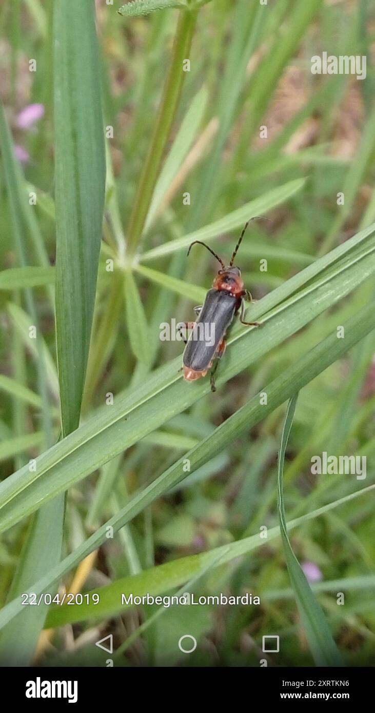 Rustic Sailor Beetle (Cantharis rustica) Insecta Stock Photo - Alamy