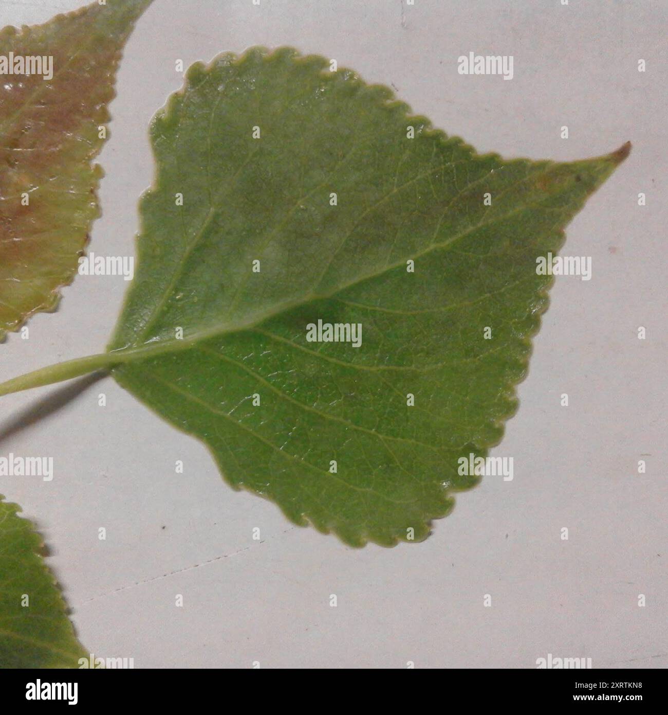 Hybrid Black-poplar (Populus × canadensis) Plantae Stock Photo - Alamy