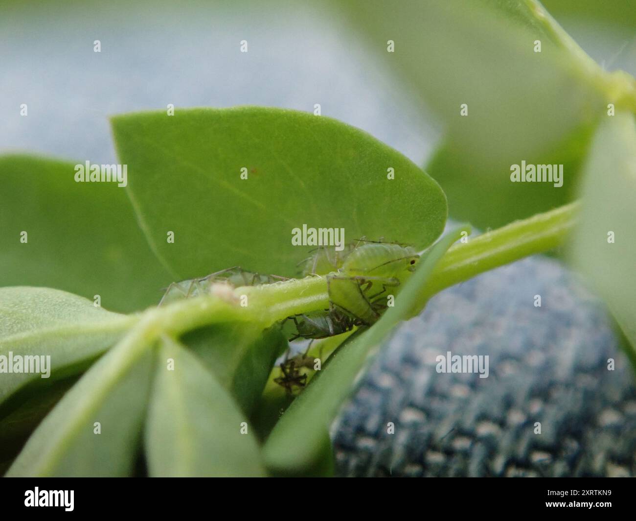 Aphids (Aphididae) Insecta Stock Photo - Alamy