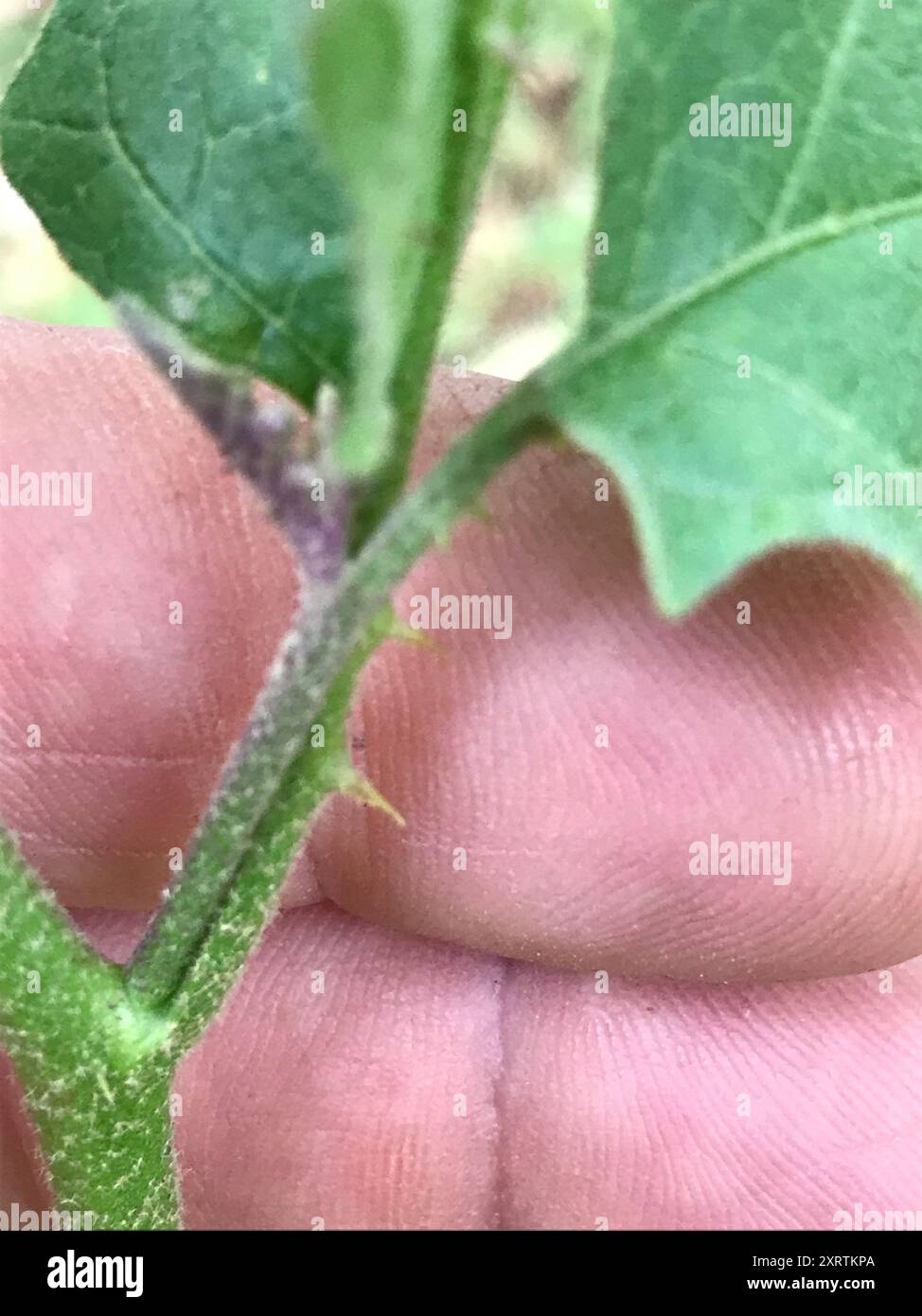 western horsenettle (Solanum dimidiatum) Plantae Stock Photo - Alamy