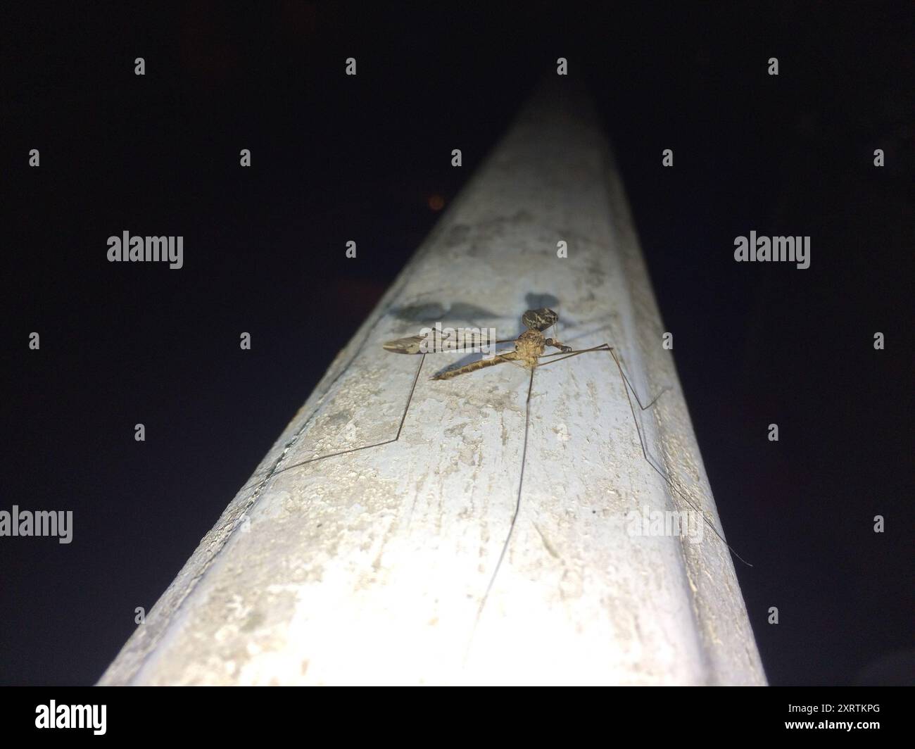 Crane Flies (Tipulomorpha) Insecta Stock Photo - Alamy