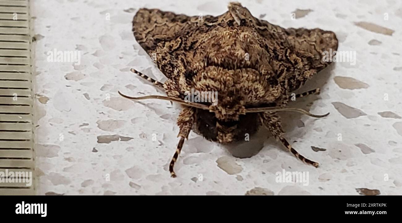 Confused Woodgrain Moth (Morrisonia confusa) Insecta Stock Photo - Alamy