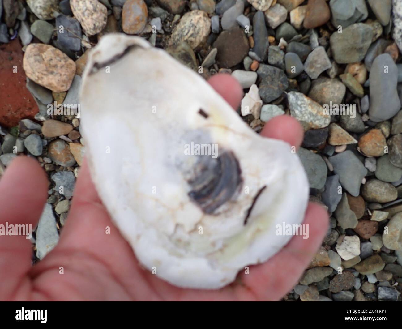 Eastern Oyster (Crassostrea virginica) Mollusca Stock Photo - Alamy
