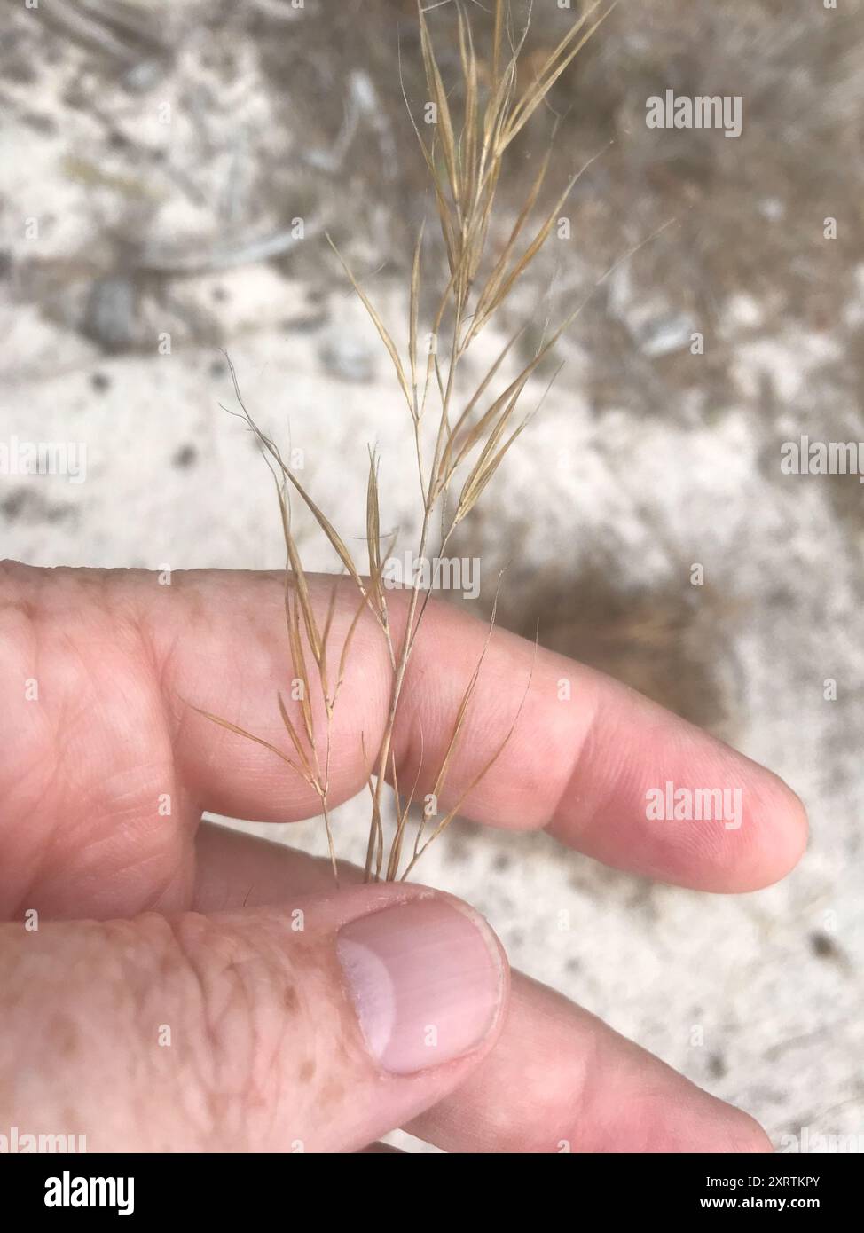 Seaside Threeawn (Aristida tuberculosa) Plantae Stock Photo - Alamy