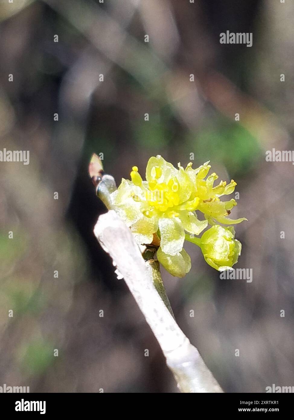 northern spicebush (Lindera benzoin) Plantae Stock Photo - Alamy