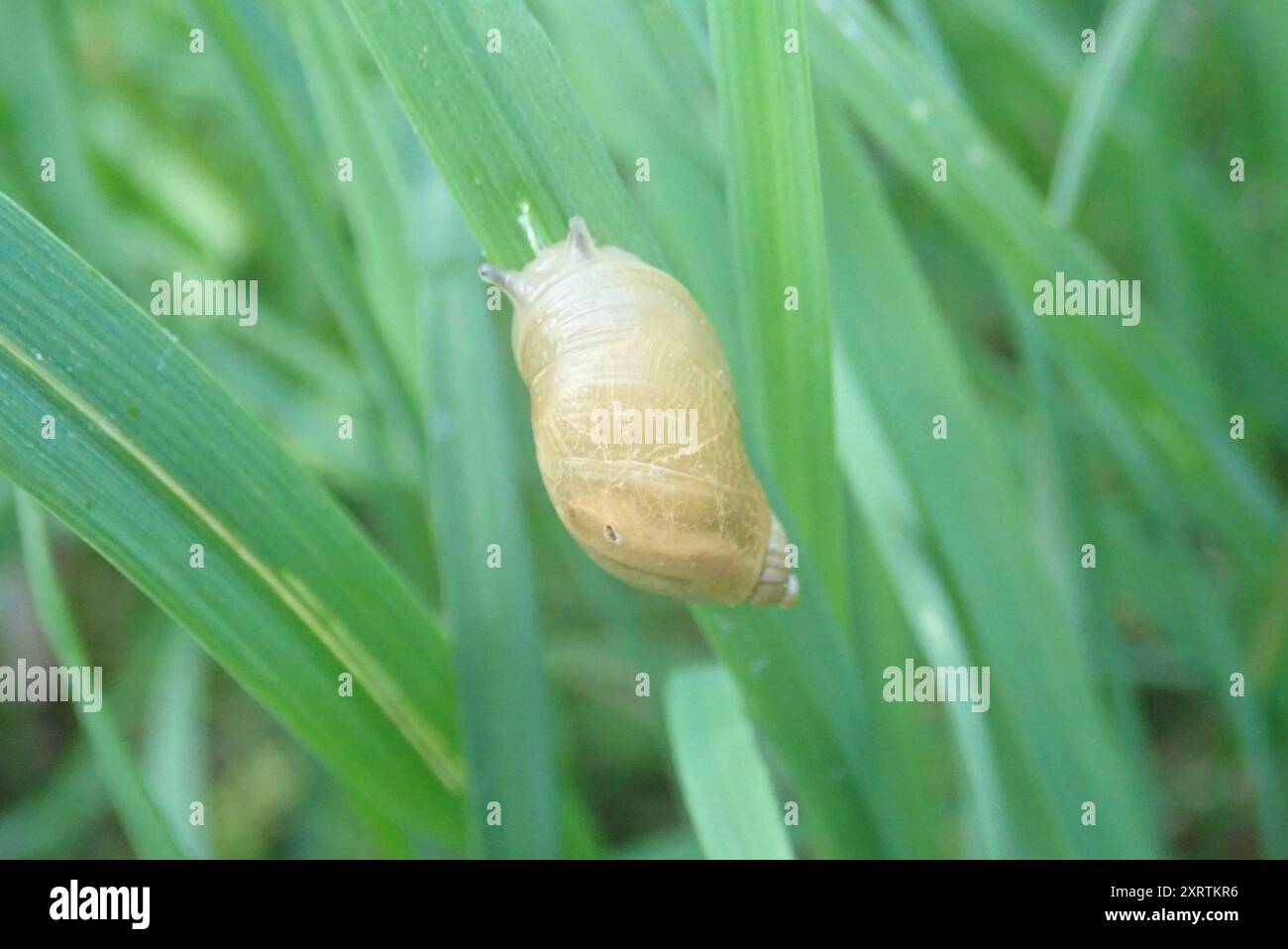 Common European Ambersnail (Succinea putris) Mollusca Stock Photo - Alamy