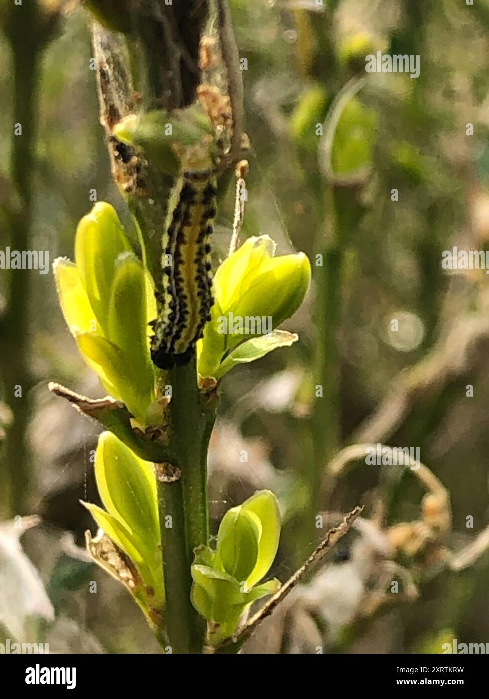 Box Tree Moth (Cydalima perspectalis) Insecta Stock Photo - Alamy