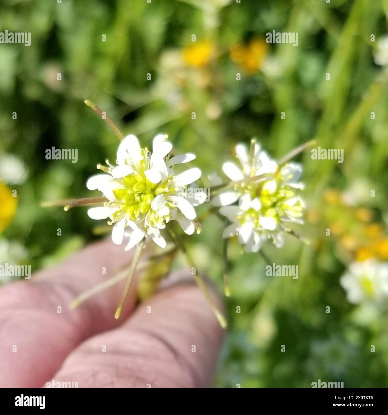 California mustard (Caulanthus lasiophyllus) Plantae Stock Photo - Alamy