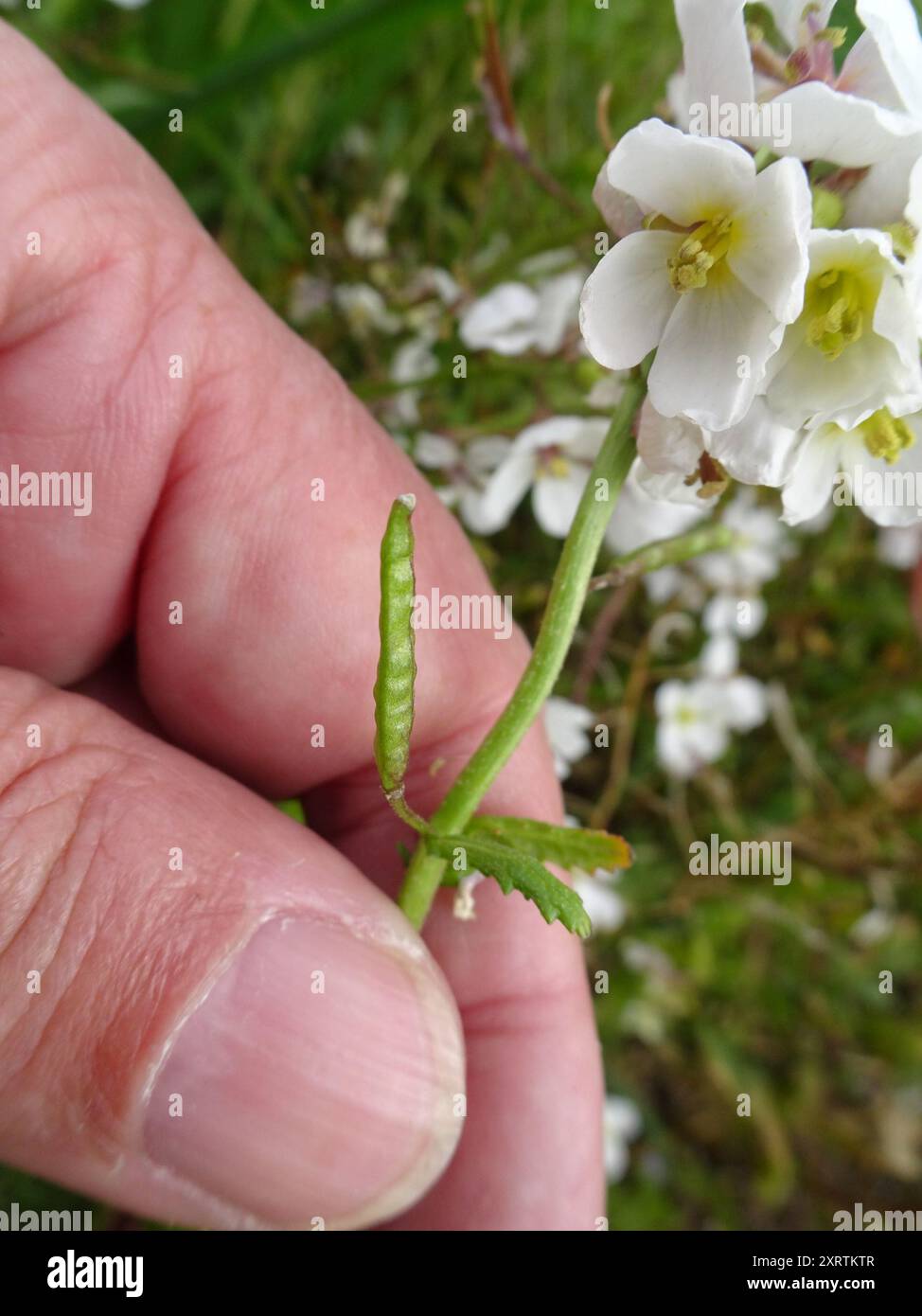 White Wall-rocket (Diplotaxis erucoides) Plantae Stock Photo - Alamy