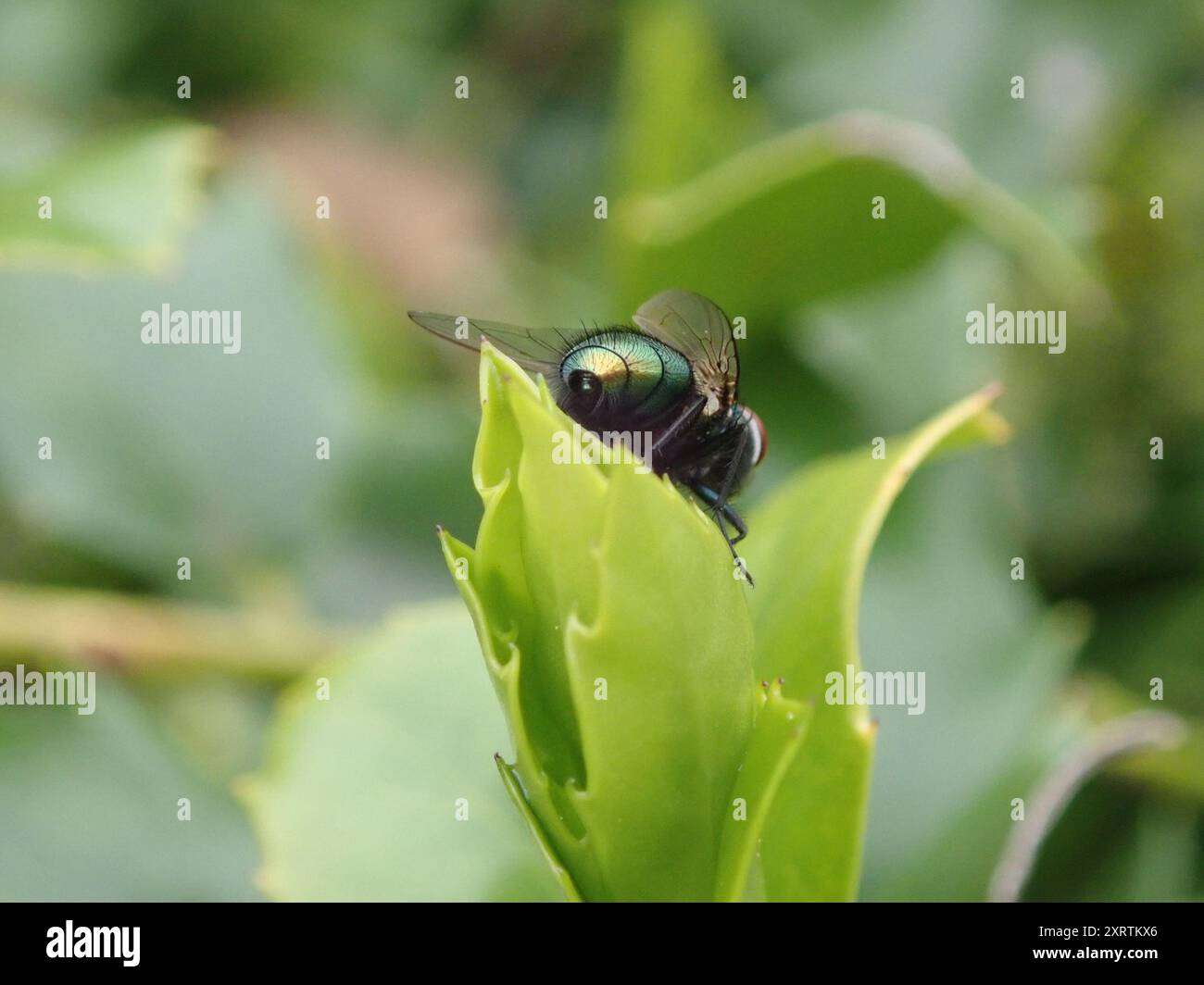Greenbottle Flies (Lucilia) Insecta Stock Photo - Alamy