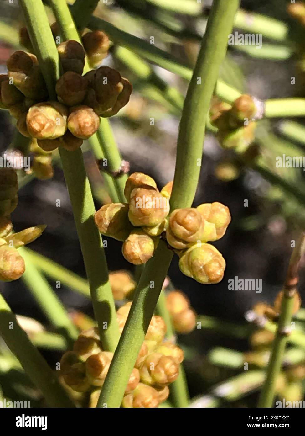 Green Ephedra (Ephedra viridis) Plantae Stock Photo - Alamy