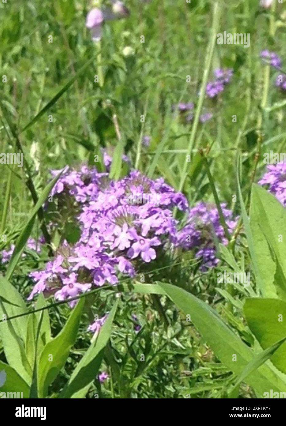 Dakota mock vervain (Glandularia bipinnatifida) Plantae Stock Photo - Alamy