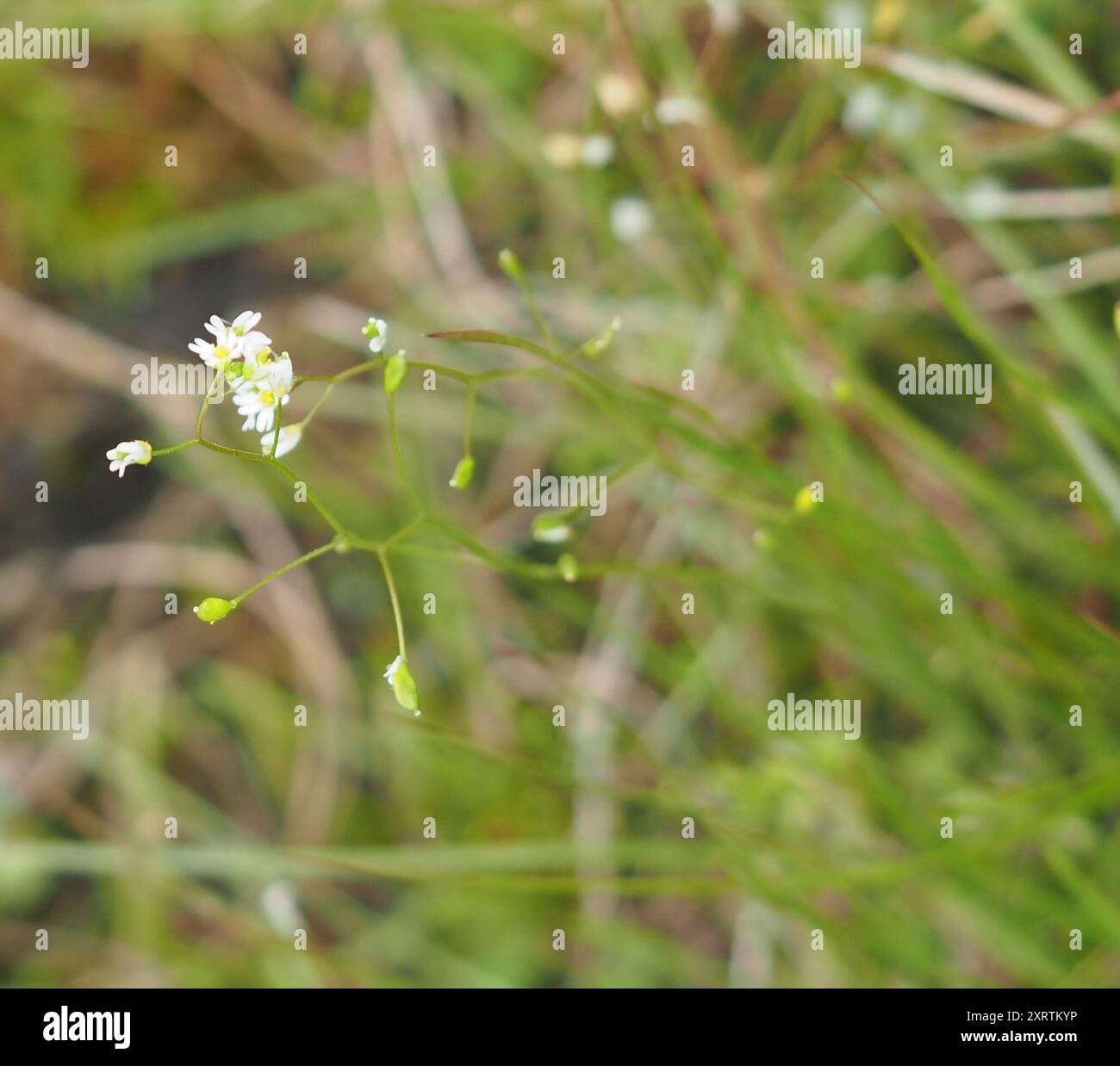 Common Whitlowgrass (Draba verna) Plantae Stock Photo - Alamy