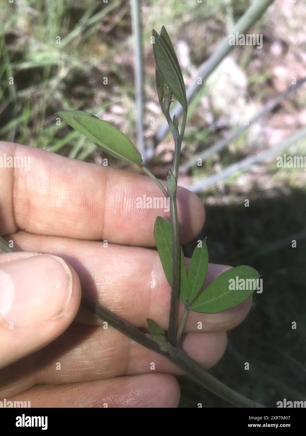 white wild indigo (Baptisia alba) Plantae Stock Photo - Alamy