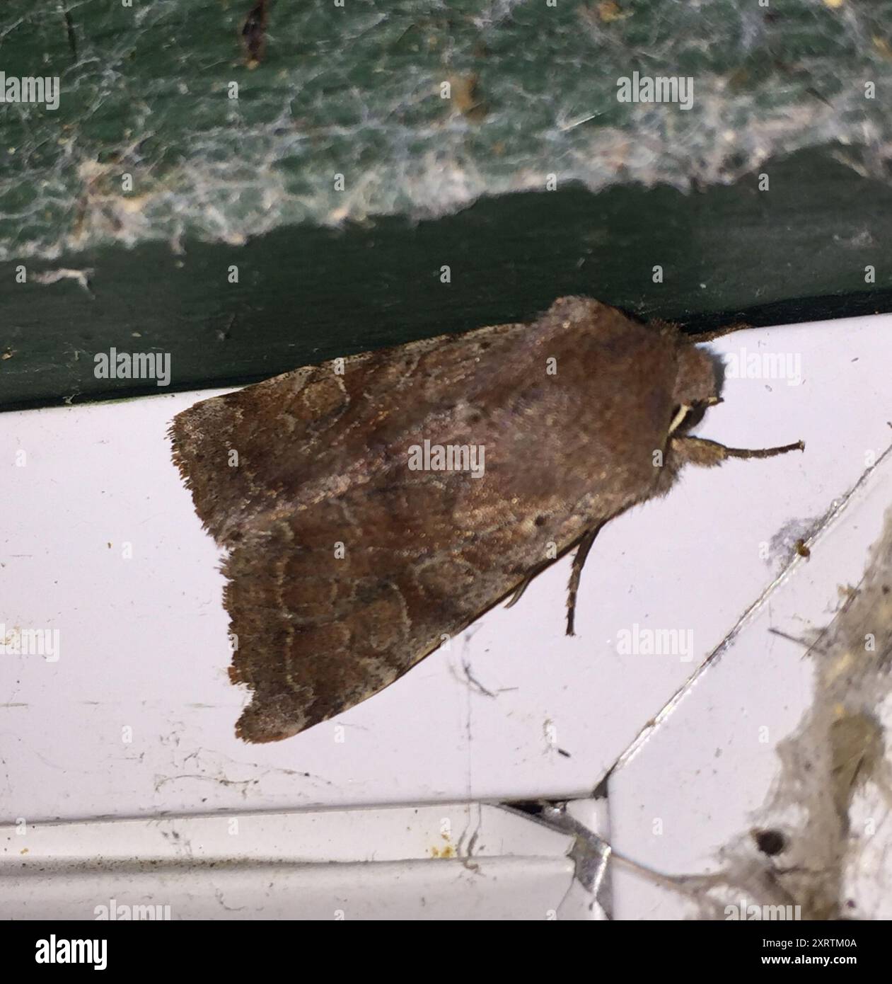 Speckled Green Fruitworm Moth (Orthosia hibisci) Insecta Stock Photo ...