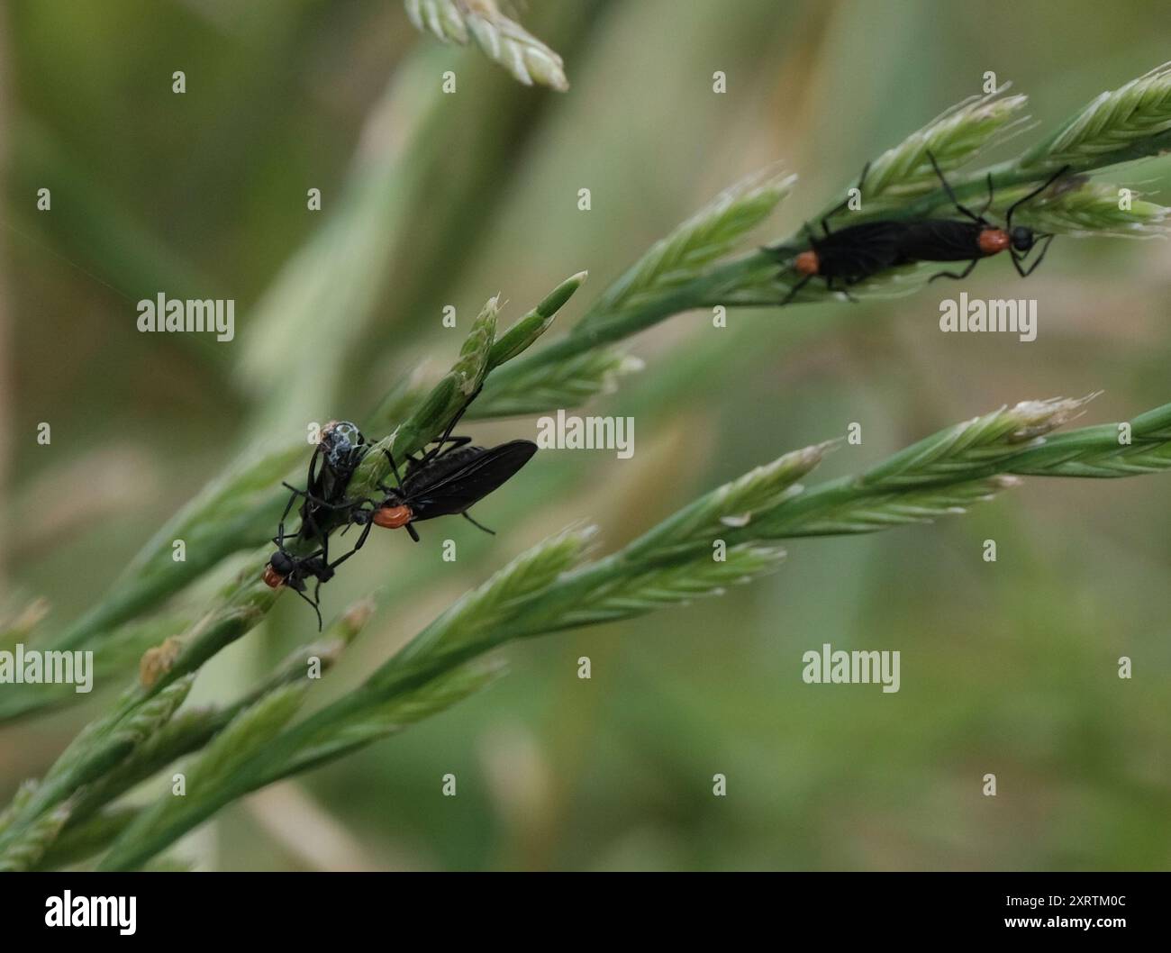Common Lovebug (Plecia nearctica) Insecta Stock Photo - Alamy