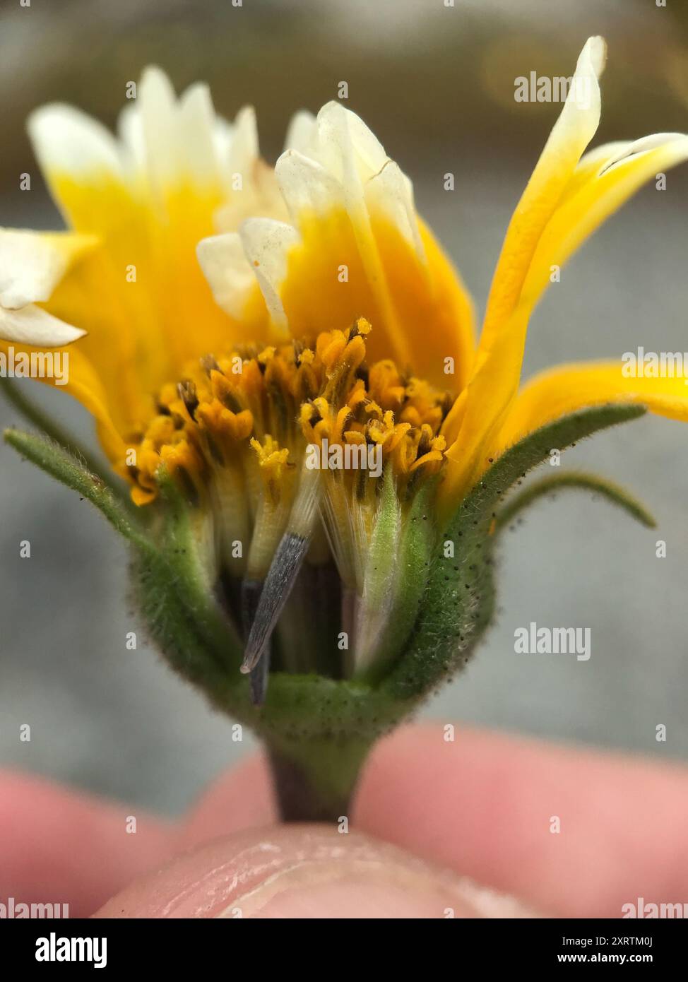 tidy tips (Layia platyglossa) Plantae Stock Photo - Alamy