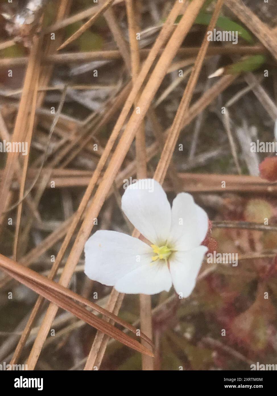 dwarf sundew (Drosera brevifolia) Plantae Stock Photo - Alamy