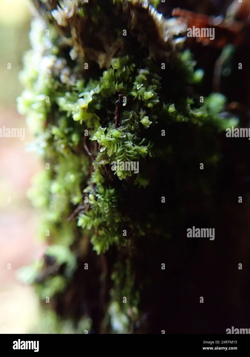 leafy and simple thalloid liverworts (Jungermanniopsida) Plantae Stock ...