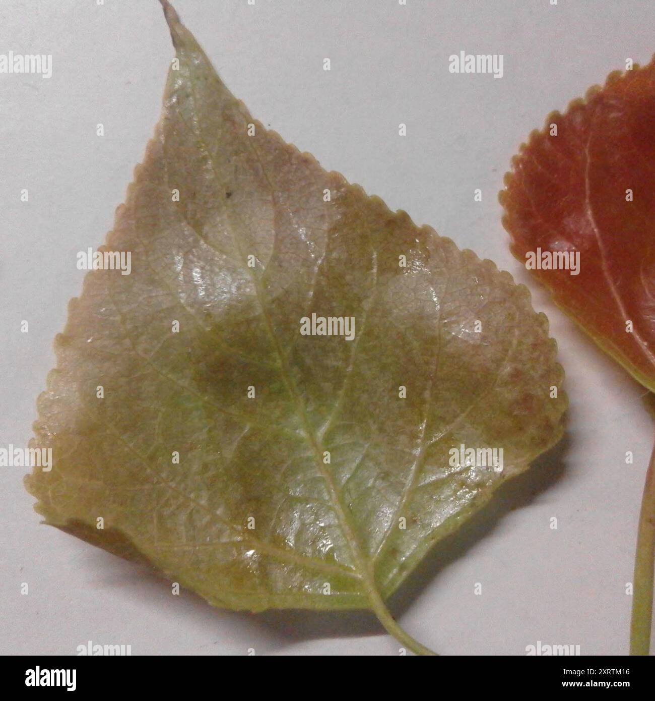 Hybrid Black-poplar (Populus × canadensis) Plantae Stock Photo - Alamy
