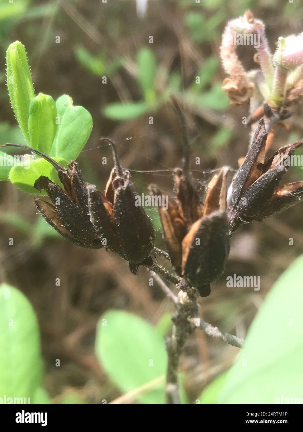 Coastal Azalea (Rhododendron atlanticum) Plantae Stock Photo - Alamy