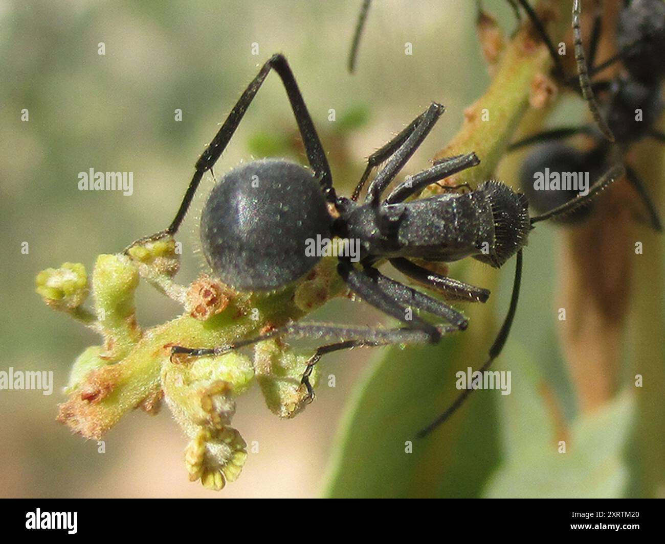 Savanna Spiny Sugar Ant (Polyrhachis schistacea) Insecta Stock Photo ...