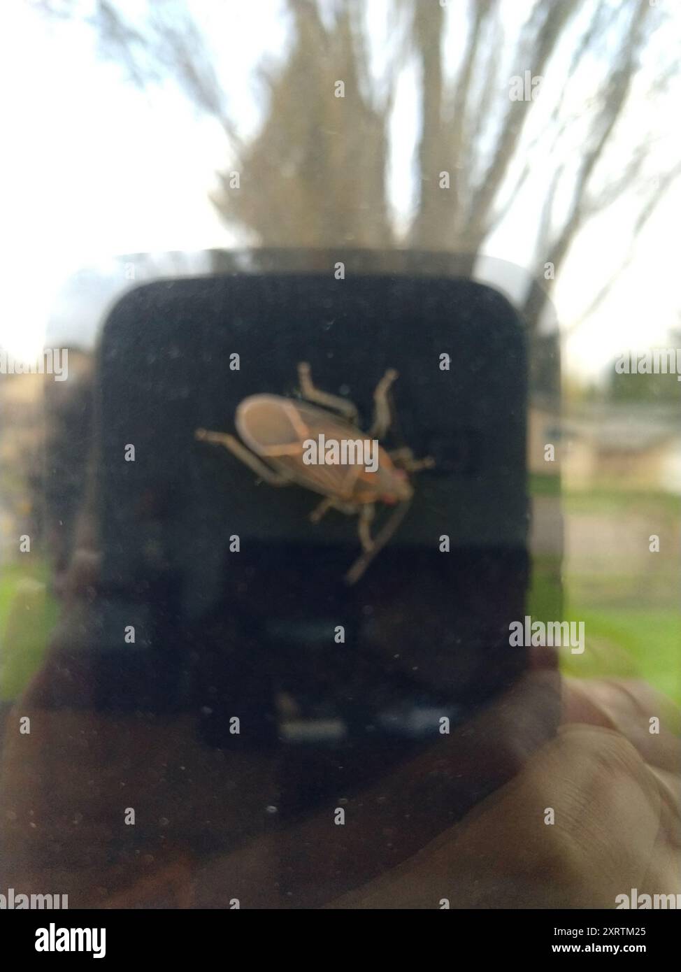 Western Boxelder Bug (Boisea rubrolineata) Insecta Stock Photo - Alamy