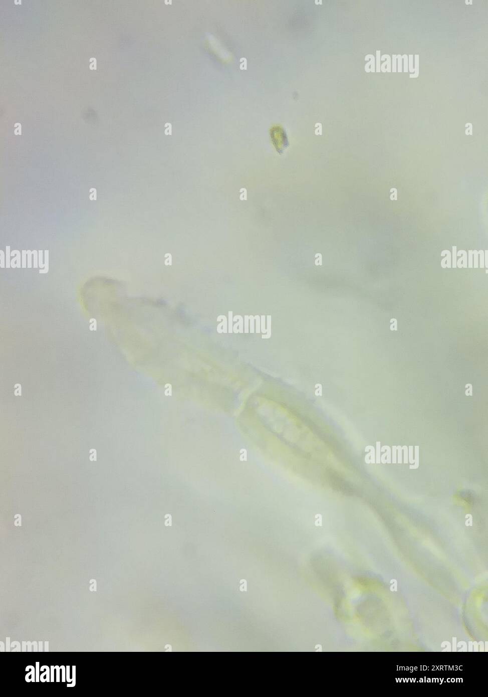 (Guepiniopsis buccina) Fungi Stock Photo - Alamy