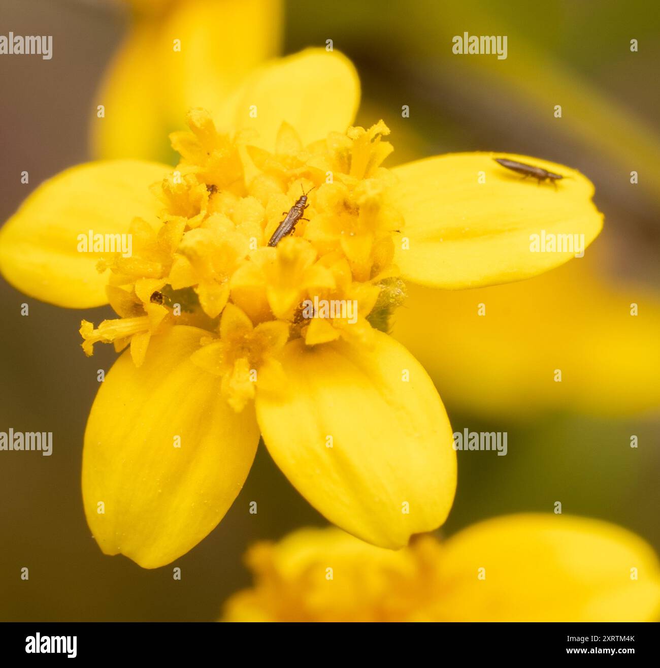 Thrips (Thysanoptera) Insecta Stock Photo - Alamy