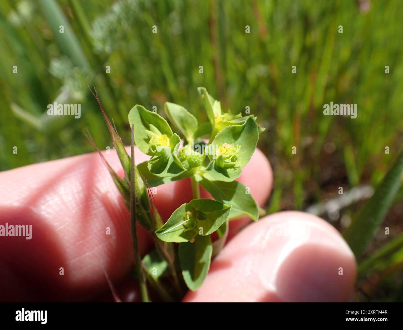 Reticulate-seeded Spurge (Euphorbia spathulata) Plantae Stock Photo - Alamy