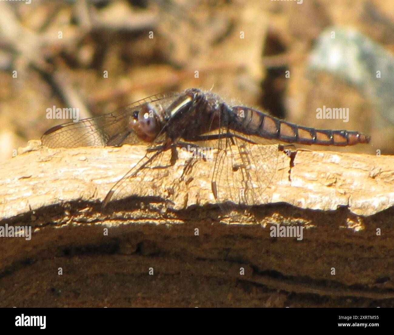 Blue Corporal (Ladona deplanata) Insecta Stock Photo - Alamy