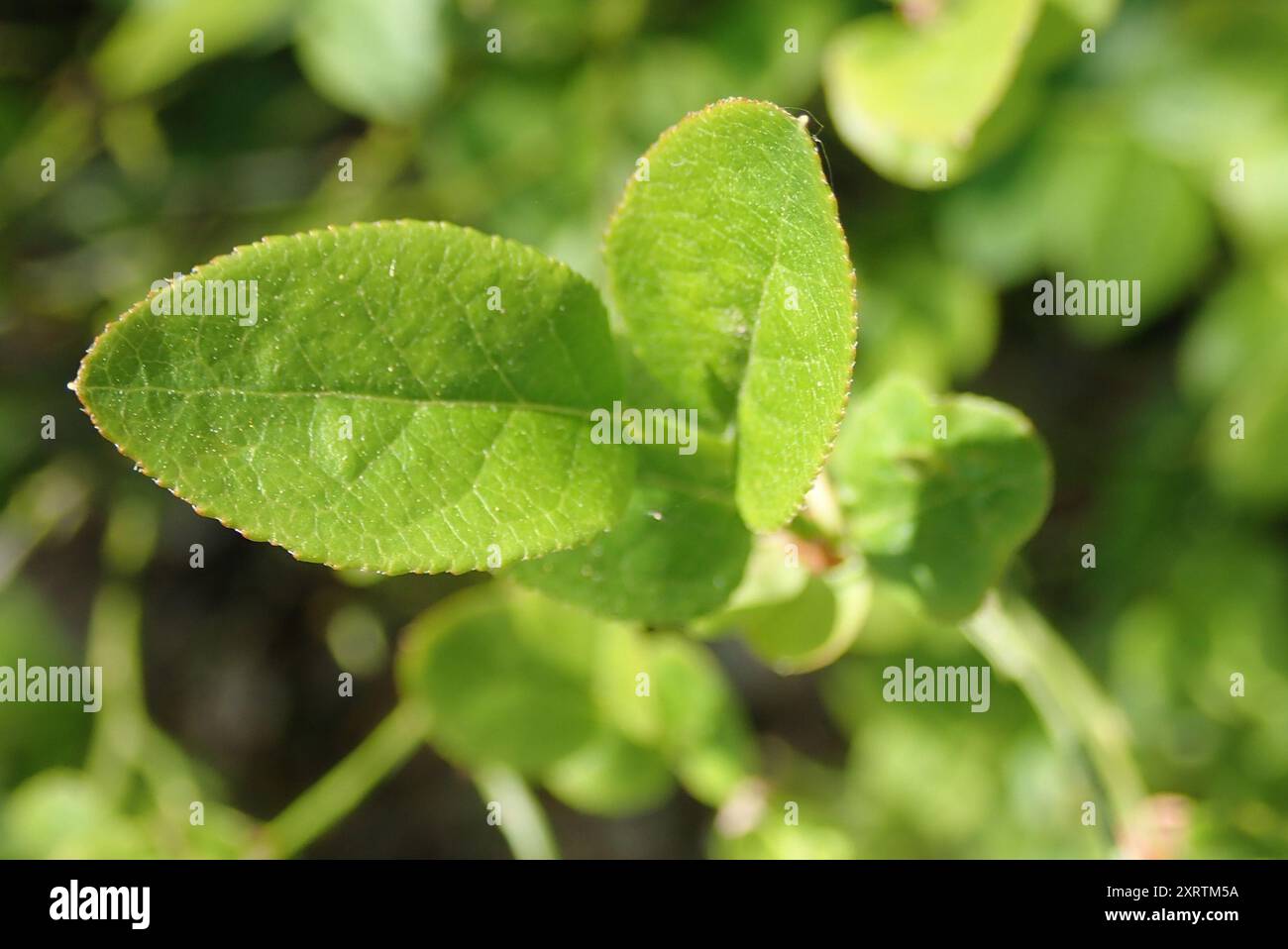 common bilberry (Vaccinium myrtillus) Plantae Stock Photo - Alamy