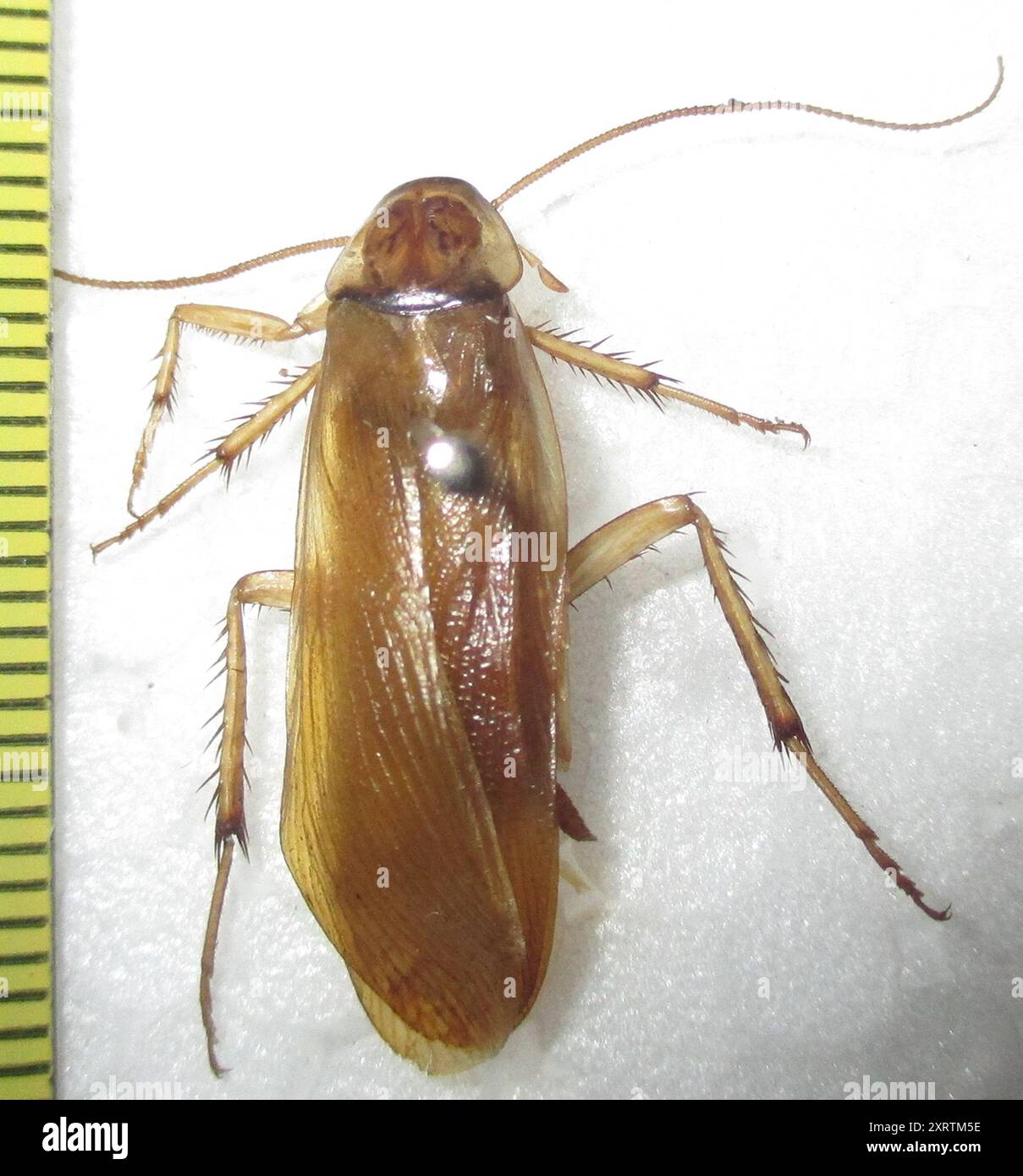 Household Cockroaches (Blattidae) Insecta Stock Photo - Alamy