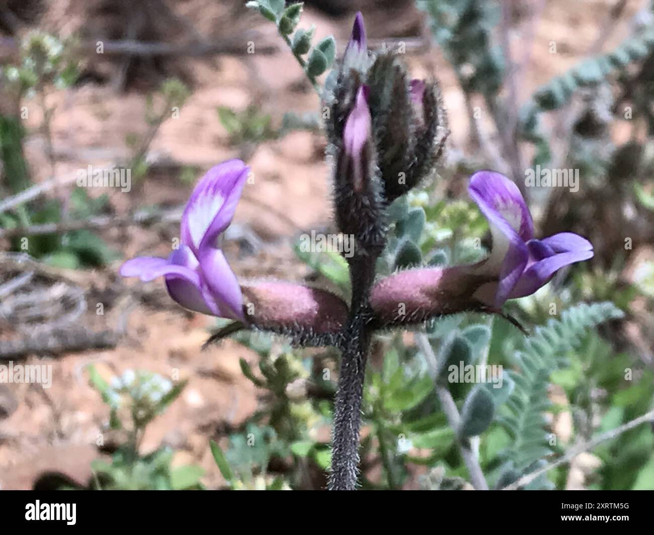 Woolly Locoweed (Astragalus mollissimus) Plantae Stock Photo - Alamy