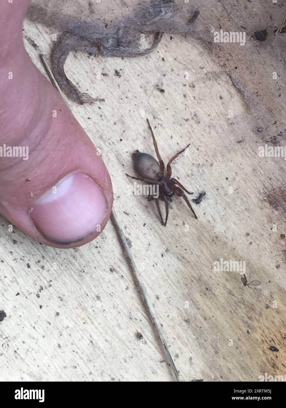 Stealthy Ground Spiders (Gnaphosidae) Arachnida Stock Photo - Alamy