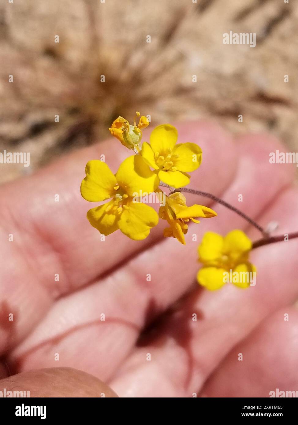 mustard family (Brassicaceae) Plantae Stock Photo - Alamy