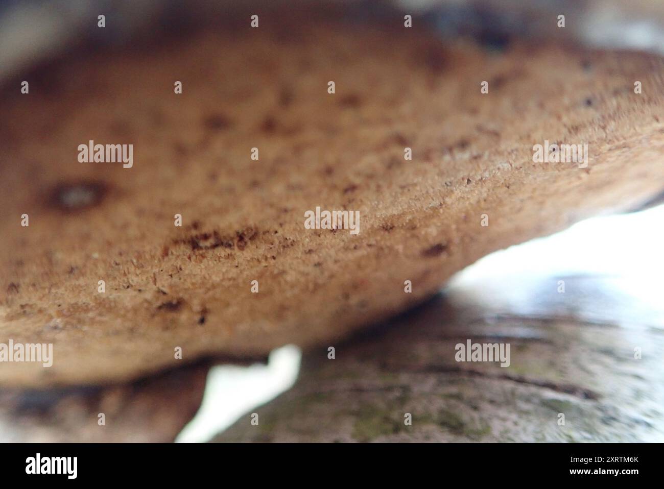 birch polypore (Fomitopsis betulina) Fungi Stock Photo - Alamy
