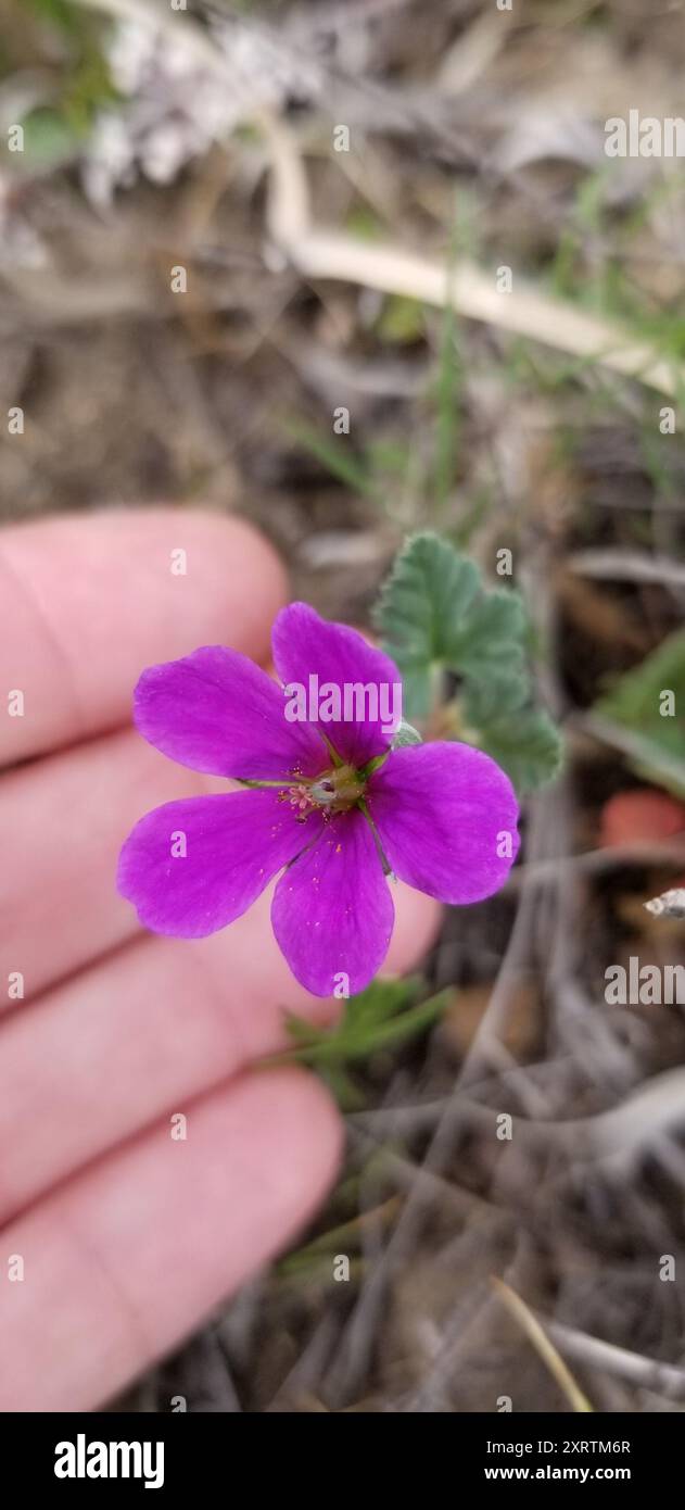 Texas stork's bill (Erodium texanum) Plantae Stock Photo - Alamy