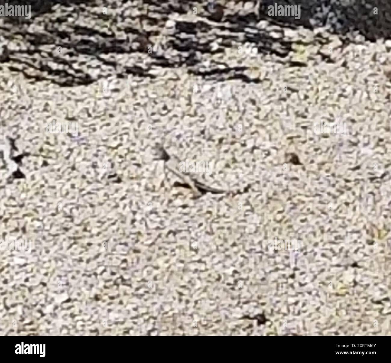 Zebra-tailed Lizard (Callisaurus draconoides) Reptilia Stock Photo - Alamy