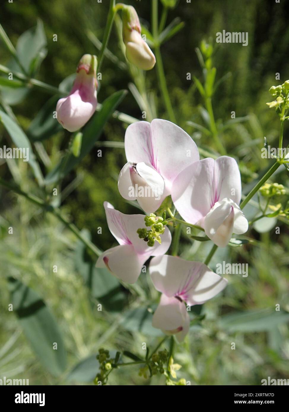 Pacific pea (Lathyrus vestitus) Plantae Stock Photo - Alamy