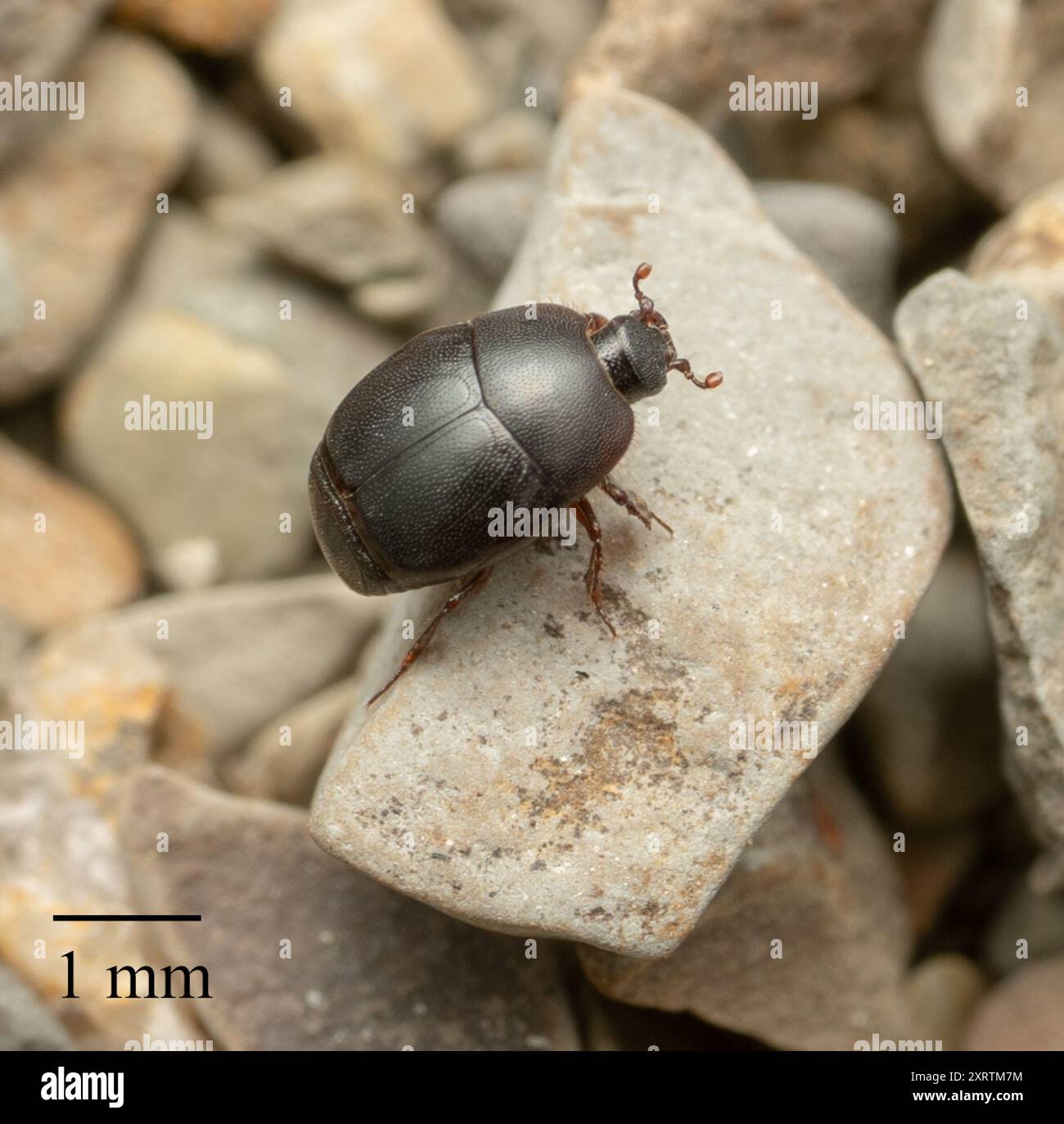 Hister Beetles (Histeridae) Insecta Stock Photo - Alamy