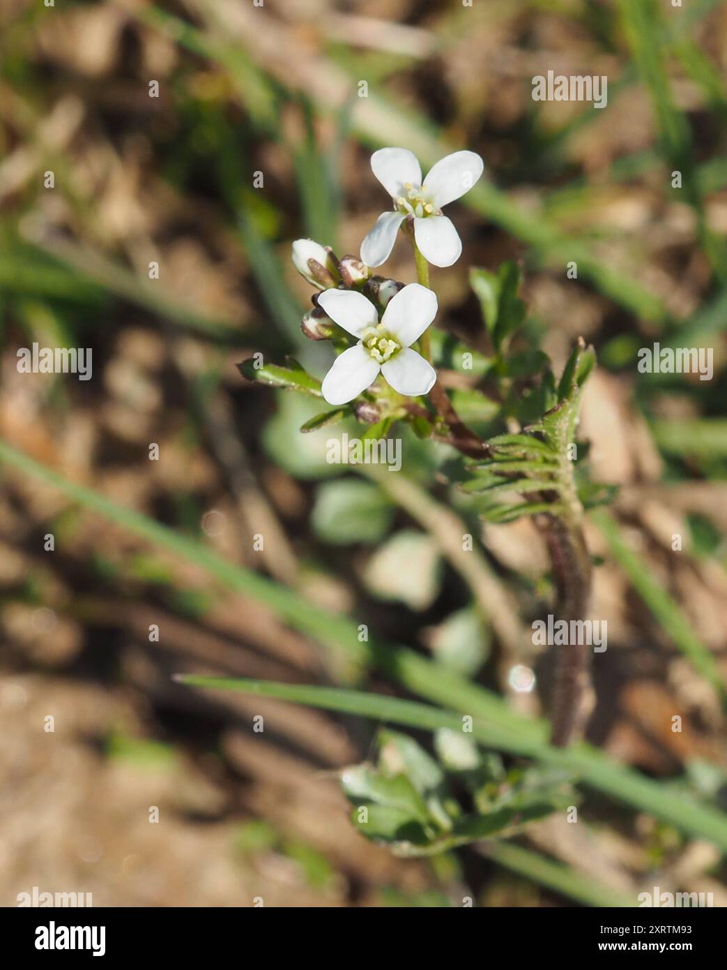 hairy bittercress (Cardamine hirsuta) Plantae Stock Photo - Alamy