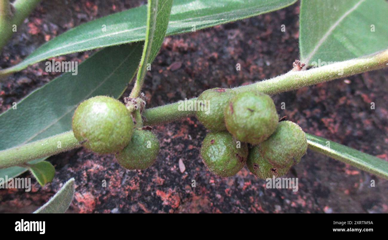 Bushveld Hairy Guarri (Euclea natalensis angustifolia) Plantae Stock ...
