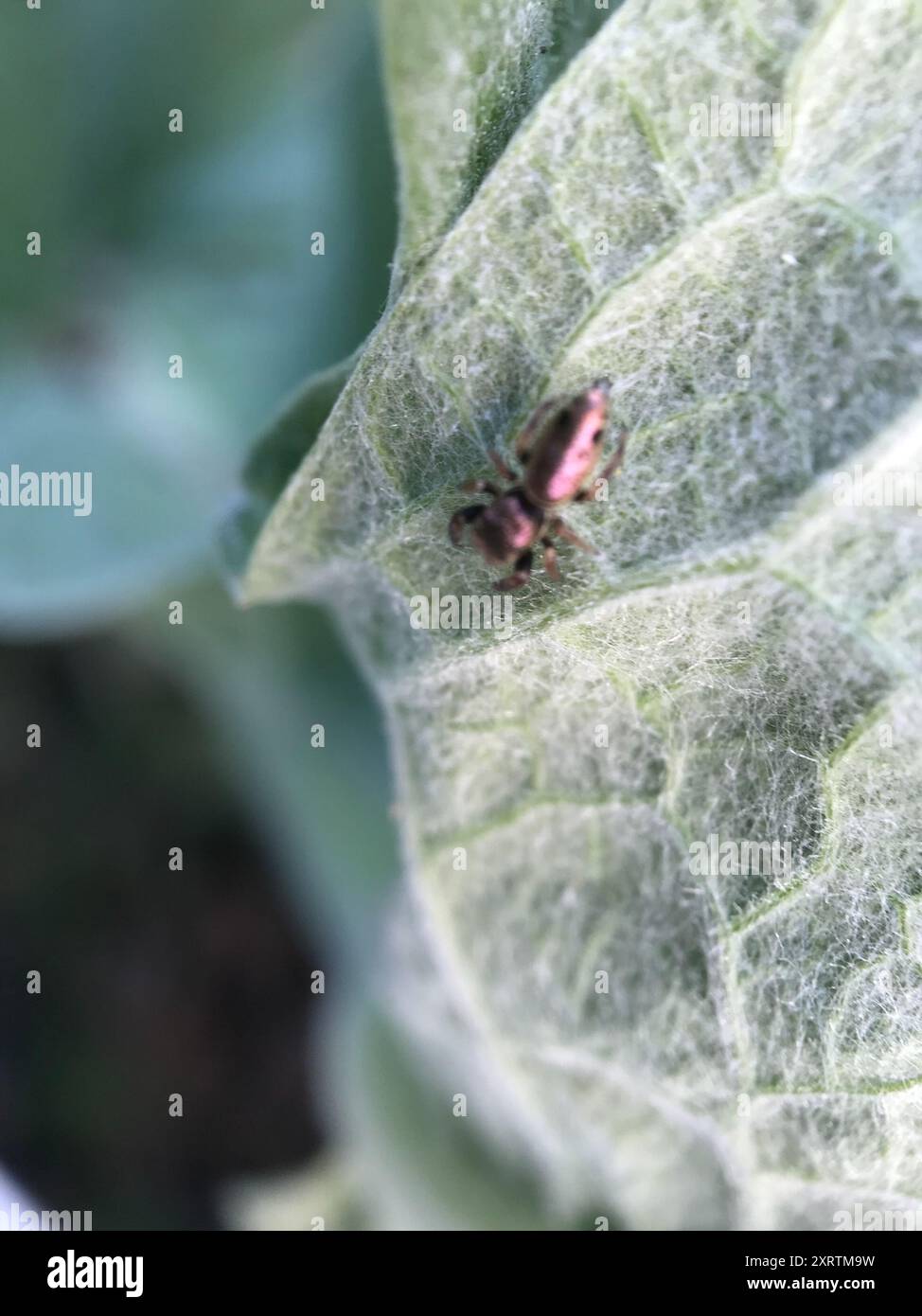 (Sassacus vitis) Arachnida Stock Photo - Alamy