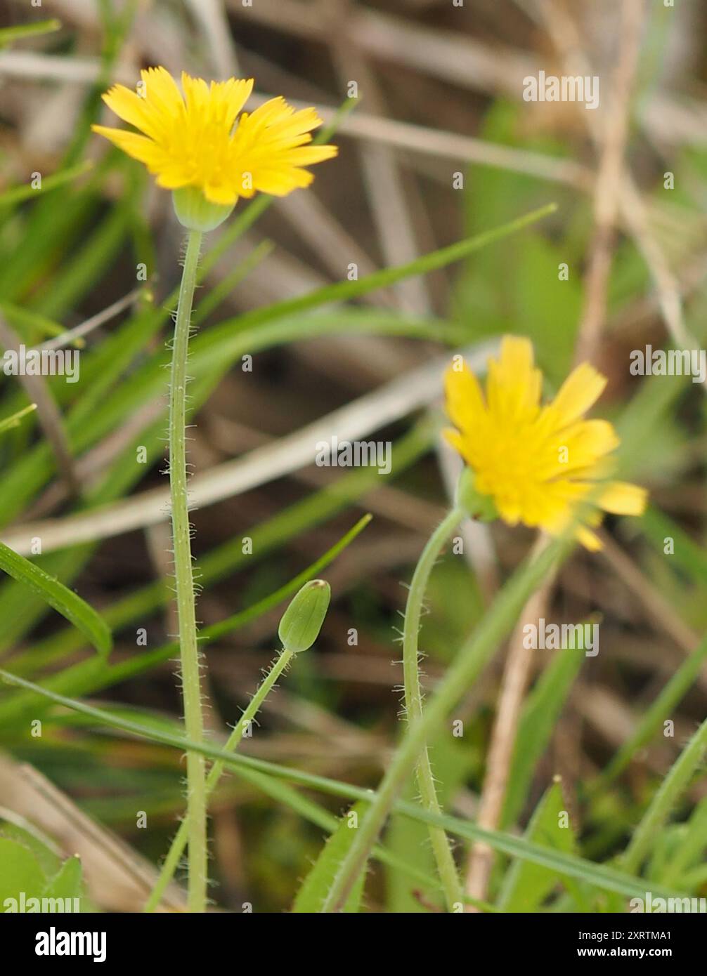 Virginia dwarfdandelion (Krigia virginica) Plantae Stock Photo - Alamy