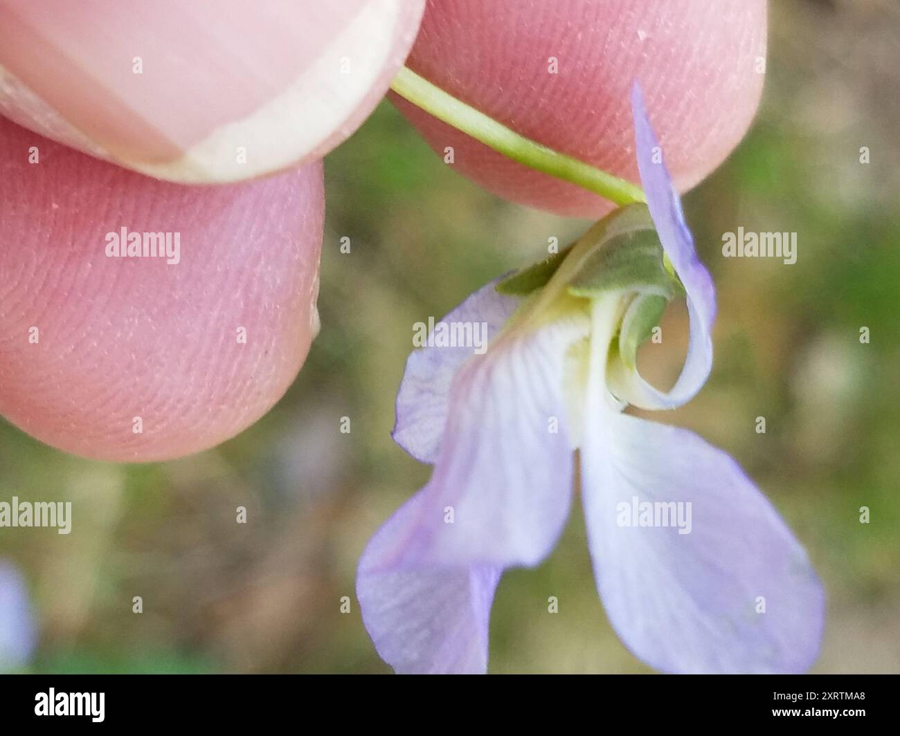 violets (Viola) Plantae Stock Photo - Alamy